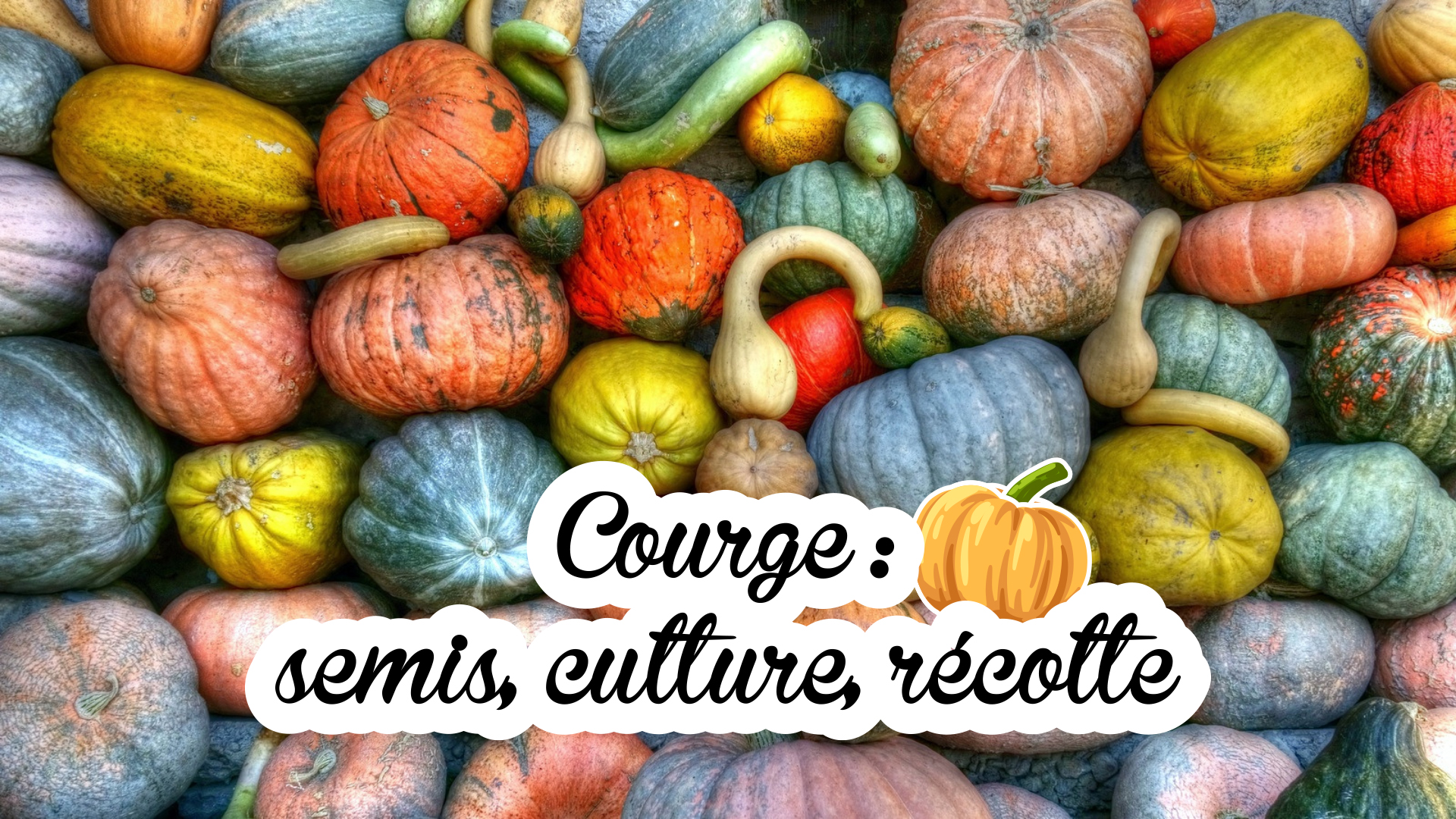La courge : semis, culture et récolte | Blog | Dr. Jonquille & Mr. Ail