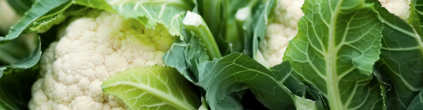 Le chou-fleur : semis, culture et récolte | Blog | Dr. Jonquille & Mr. Ail