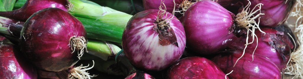 L'oignon : semis, culture et récolte | Blog | Dr. Jonquille & Mr. Ail