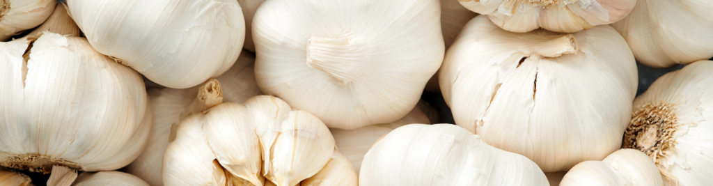 L'ail : semis, culture et récolte | Dr. Jonquille & Mr. Ail