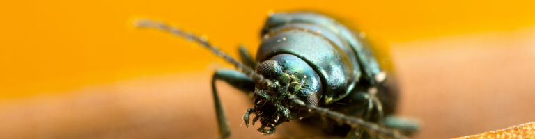 Altises au potager : comment s'en débarrasser ? | Dr. Jonquille & Mr. Ail