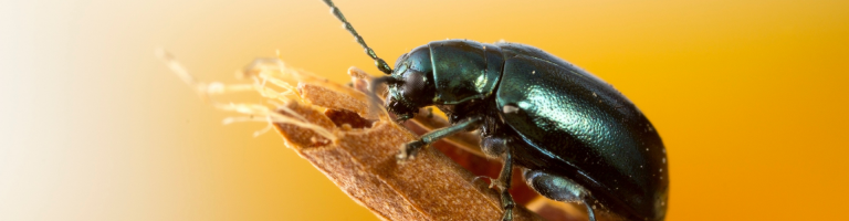 Altises au potager : comment s'en débarrasser ? | Dr. Jonquille & Mr. Ail