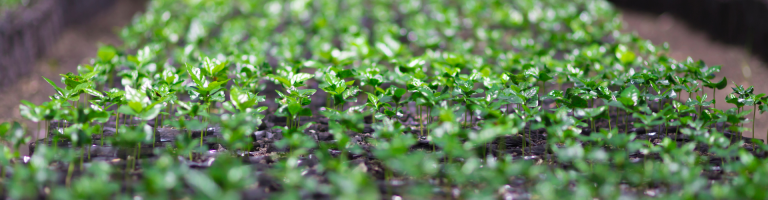 La fève : semis, culture et récolte | Dr. Jonquille & Mr. Ail