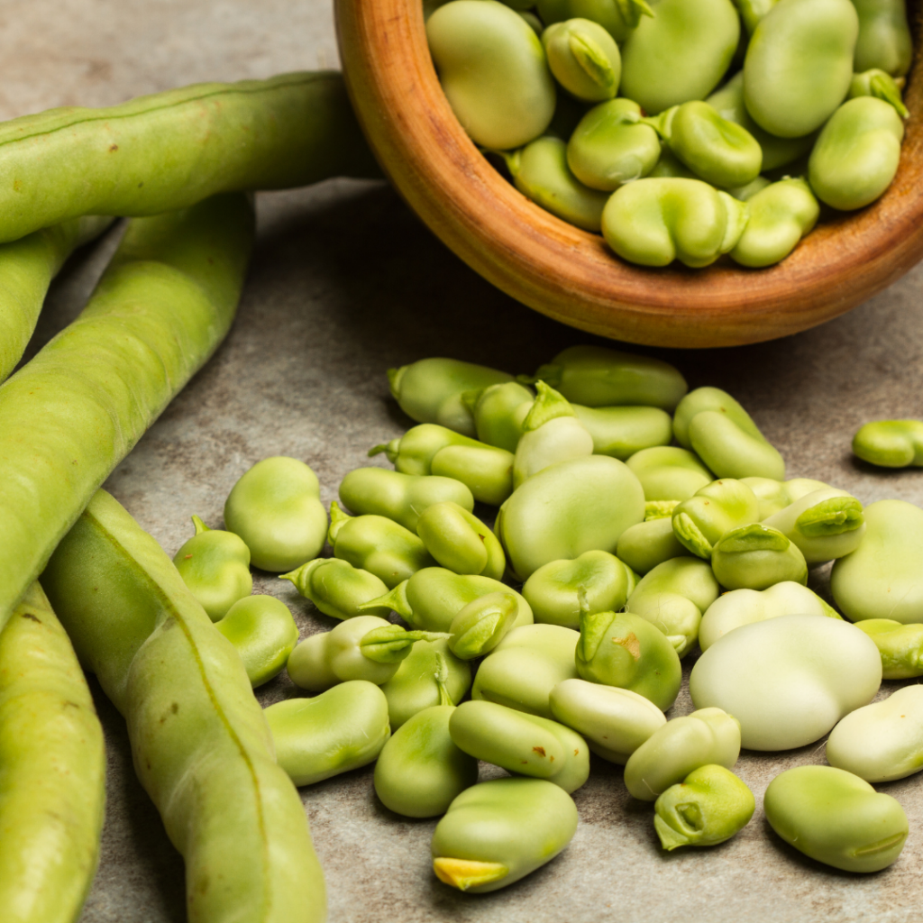 La fève : semis, culture et récolte | Dr. Jonquille & Mr. Ail