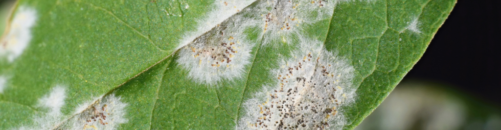 Mildiou au potager : comment s'en débarrasser ? | Dr. Jonquille & Mr. Ail