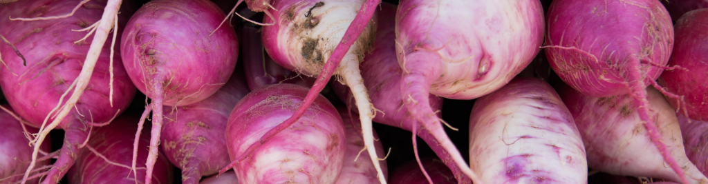 Le navet : semis, culture et récolte | Blog | Dr. Jonquille & Mr. Ail