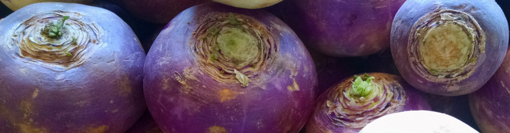 Le navet : semis, culture et récolte | Blog | Dr. Jonquille & Mr. Ail