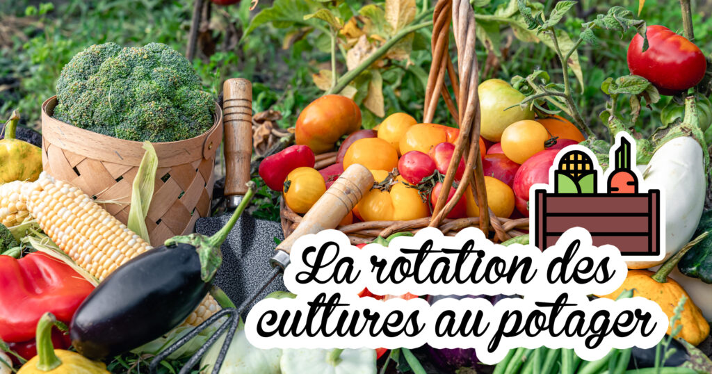Maîtriser la rotation des cultures au potager | Dr. Jonquille & Mr. Ail