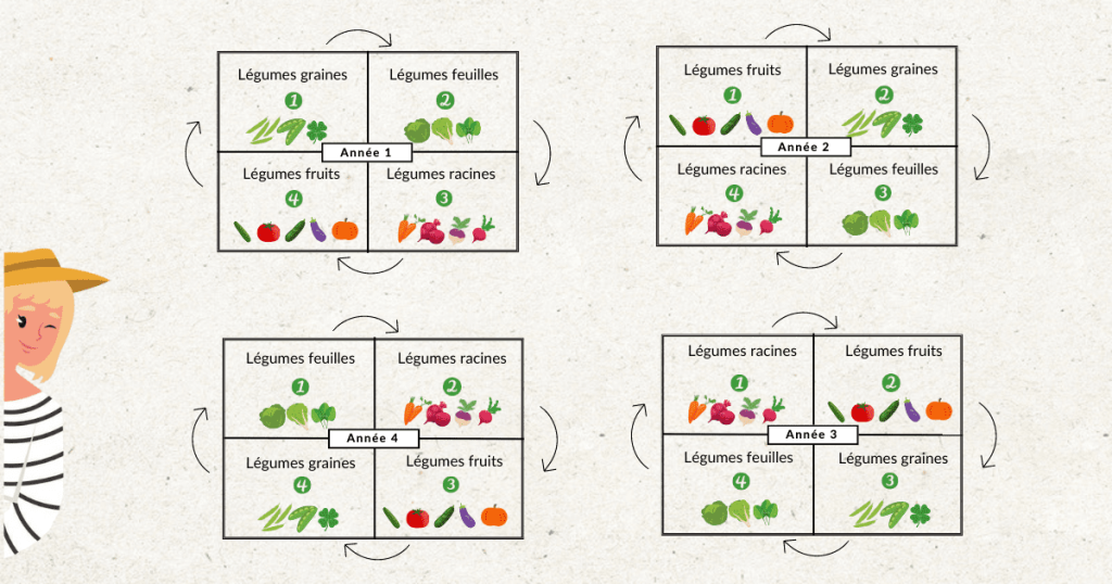 Maîtriser la rotation des cultures au potager | Dr. Jonquille & Mr. Ail