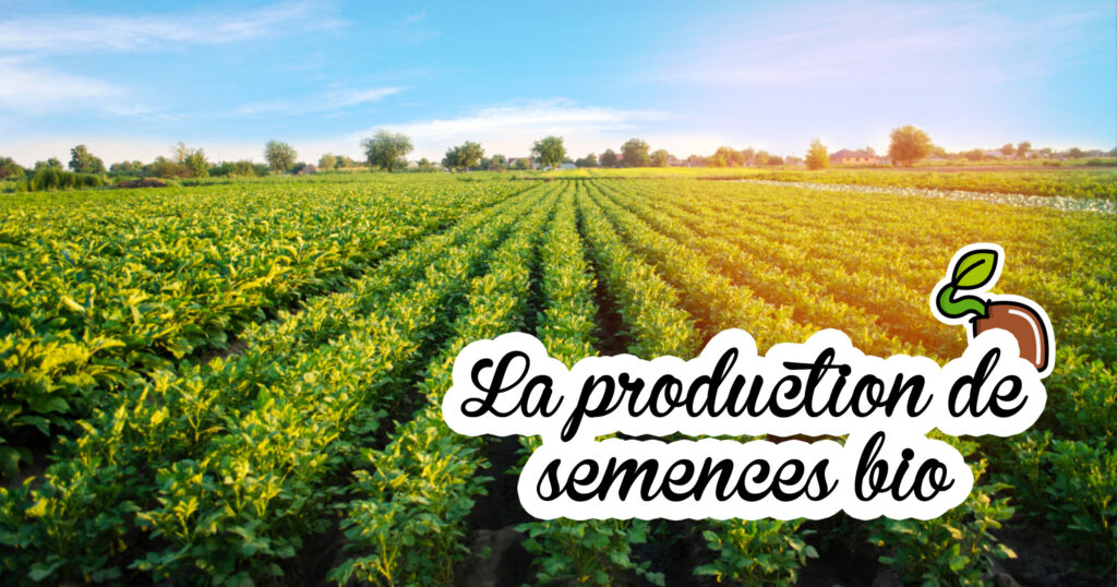 Les étapes de la production de semences bio | Dr. Jonquille & Mr. Ail