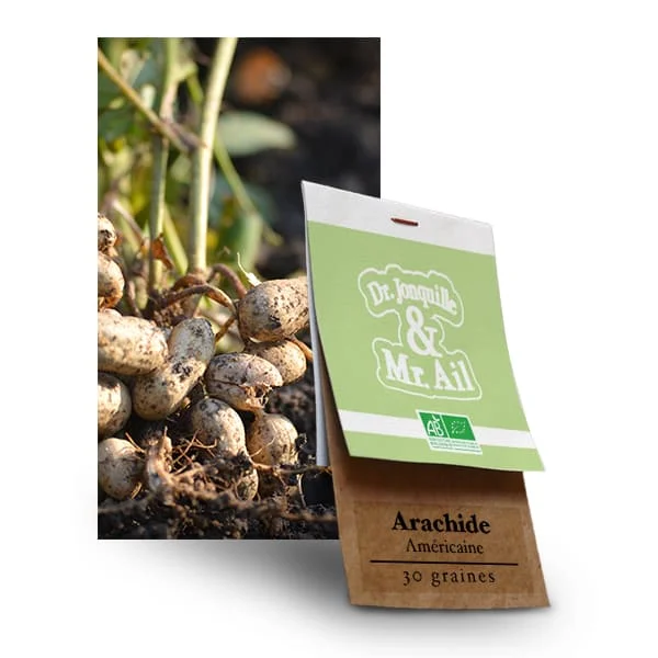 Arachide de Virginie | Graines Bio et Reproductibles